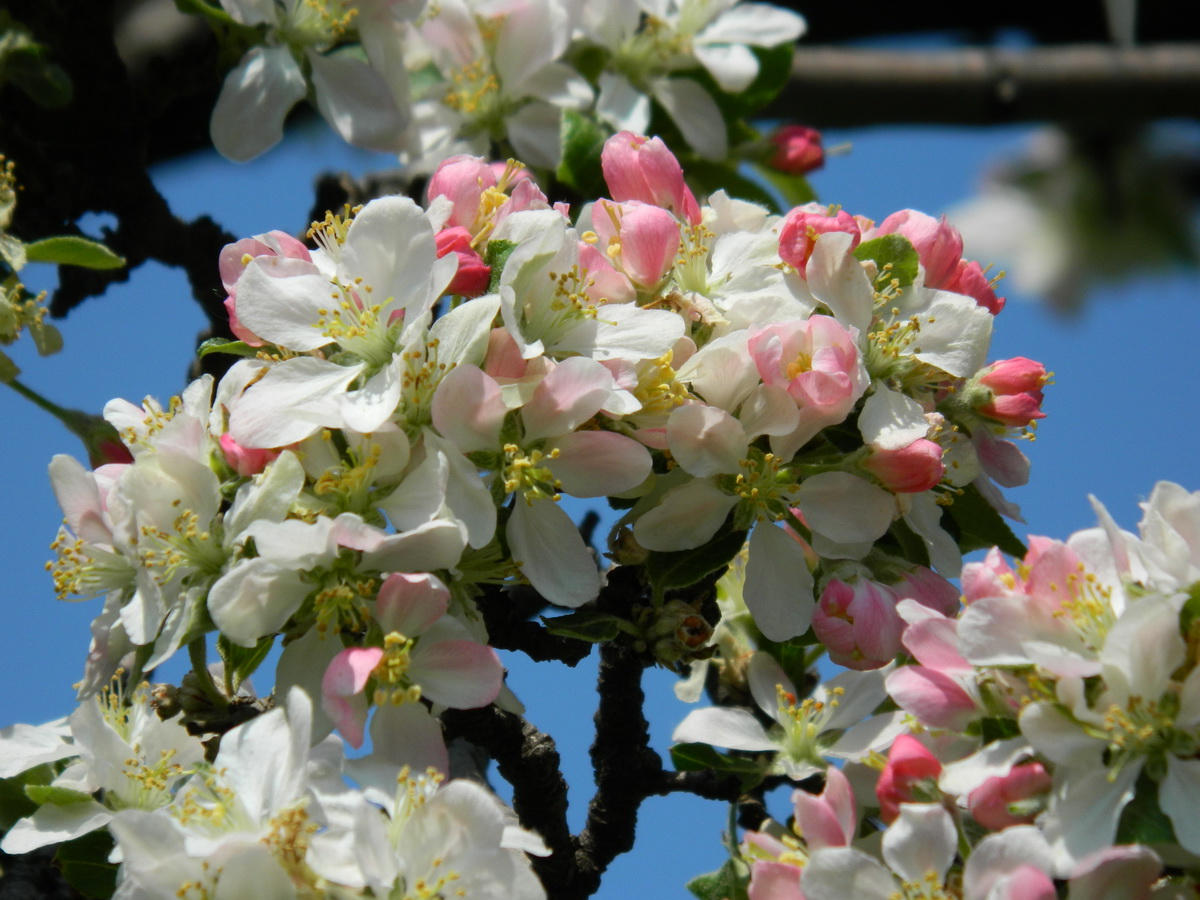 LA MULTI ANI, ROMANIA!: Pomi infloriti