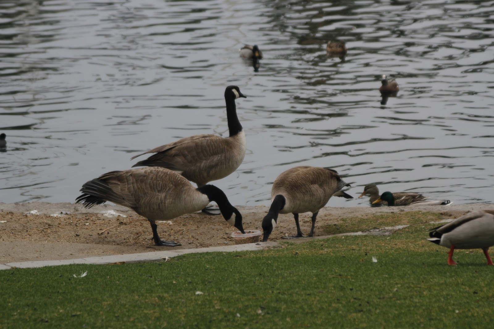 Deserts and Beyond: Canadian geese~Wild Bird Wednesday~013013