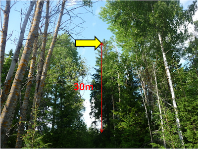 OH3GGQ Sauli: Off-center dipole installed