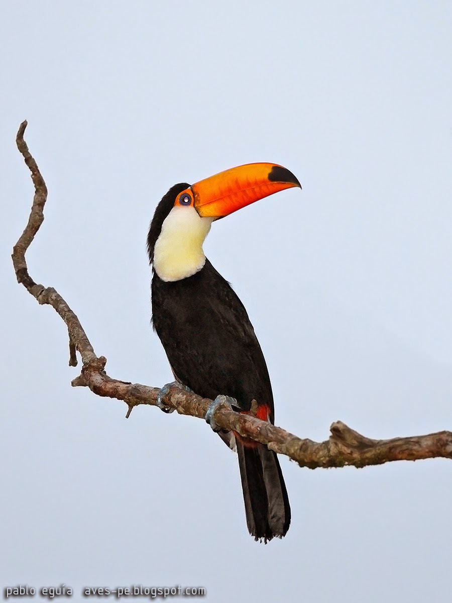 mis fotos de aves: Ramphastos toco Tucán Grande Toco Toucan
