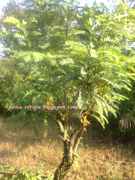 Pena Seroja: POKOK TURI