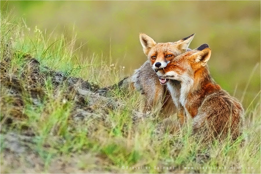 White Wolf : Talented Wildlife Photographer Takes Stunning Pictures Of ...