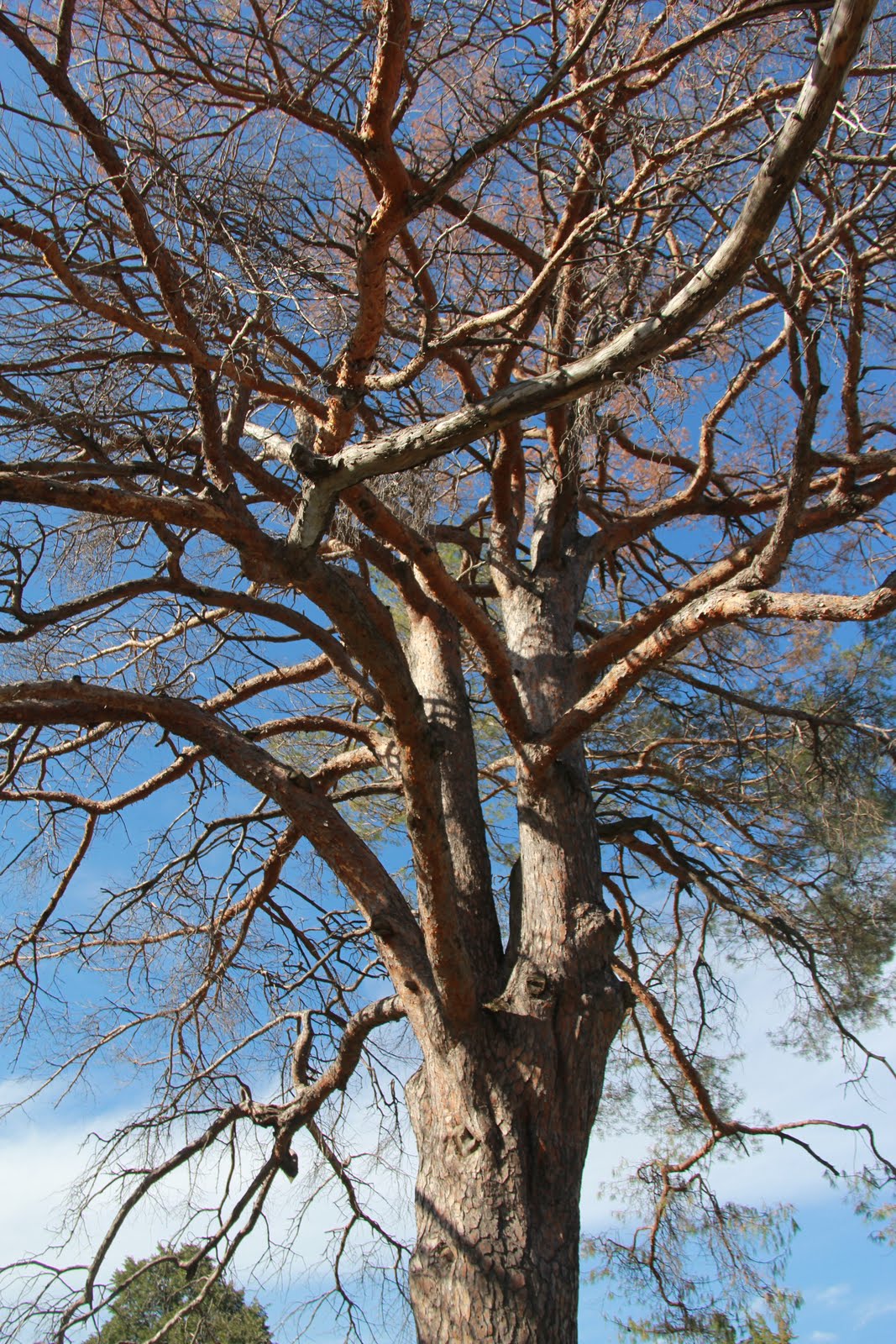 Village of Exeter: Trees Dying at Exeter Cemetery