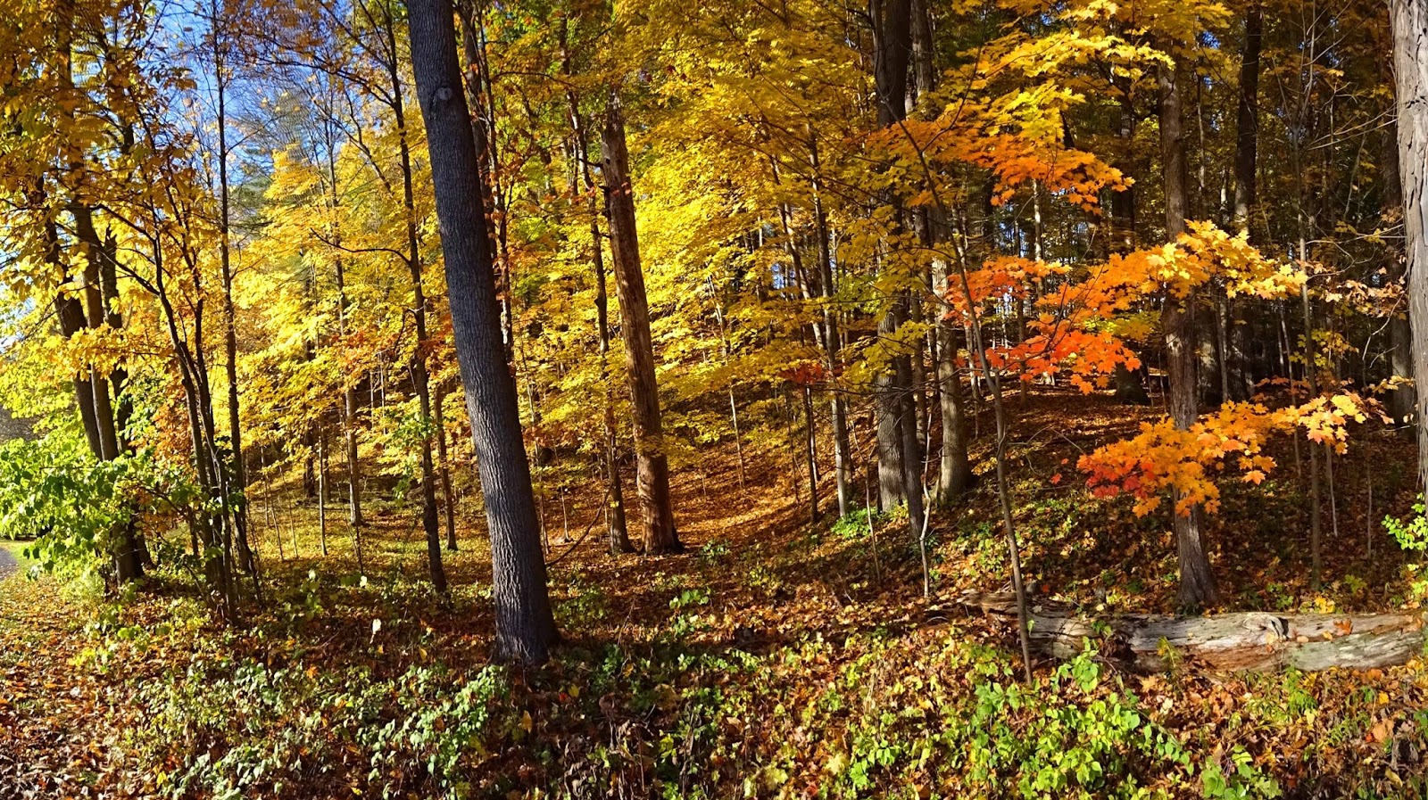 Joe's Retirement Blog: Fall Scenes Along a Rural Roadside, Ithaca, New ...