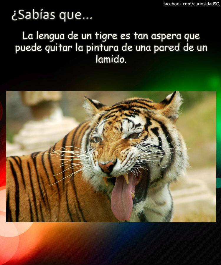 439 Curiosidades del mundo que deberías saber - Funeek ~ Aquí te ...