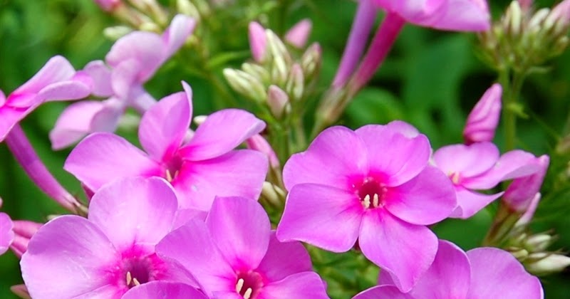 Capadia Designs: Flowers for May