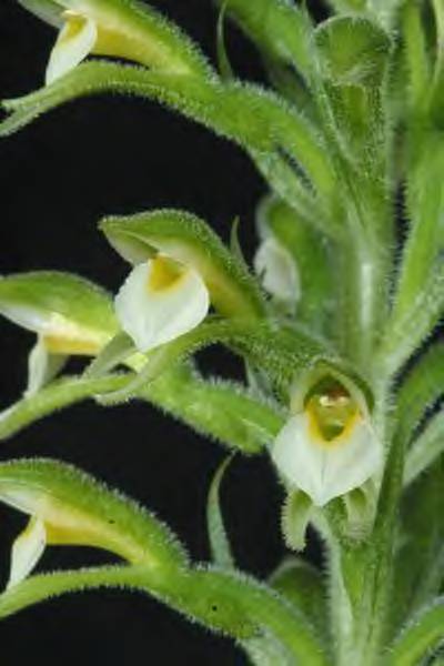 PLANT FAMILIES OF PUERTO RICO AND FLORIDA PAPO VIVES: ORCHIDACEAE ...