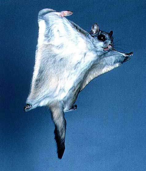 Rock Art Blog: FLYING SQUIRRELS IN ROCK ART?