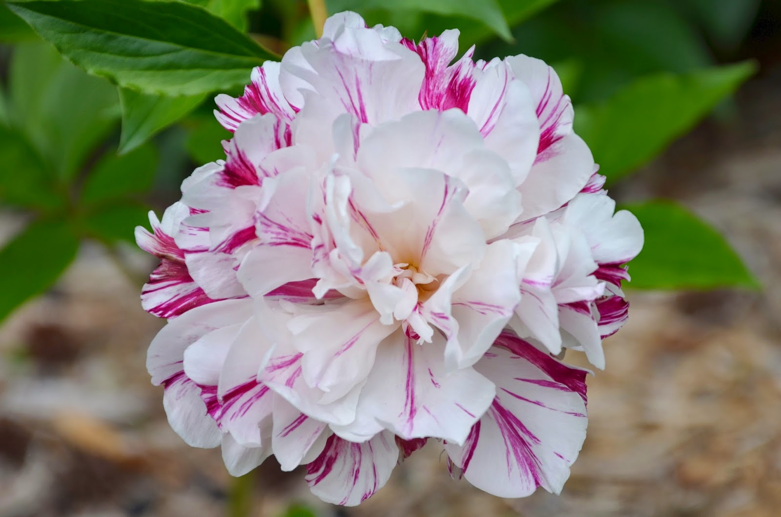 Southern Peony: 2014 Peony Blooms - Late - Week 6