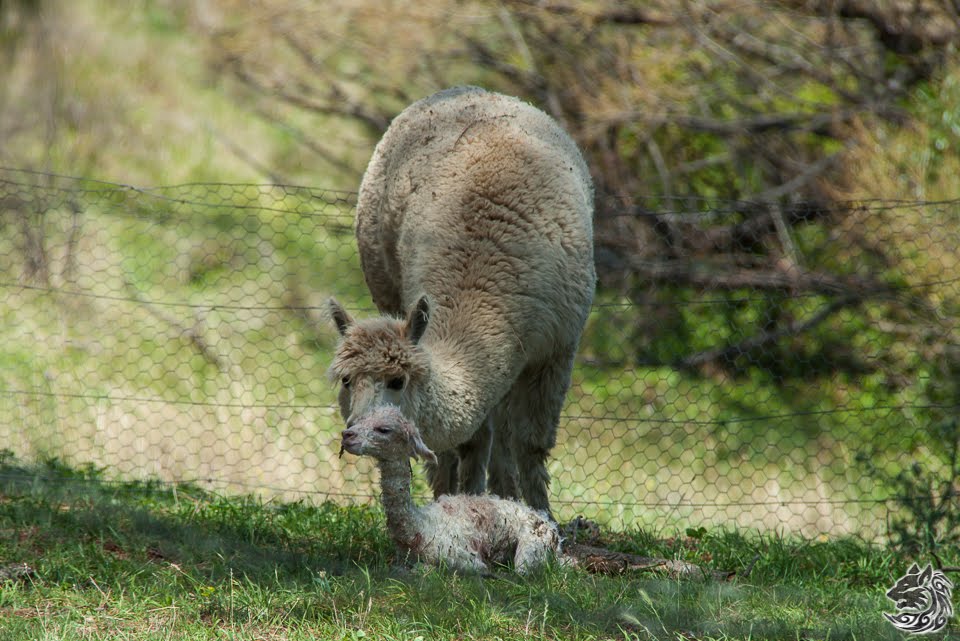 Small Farming: Alpaca Birth Sequence (time and images)