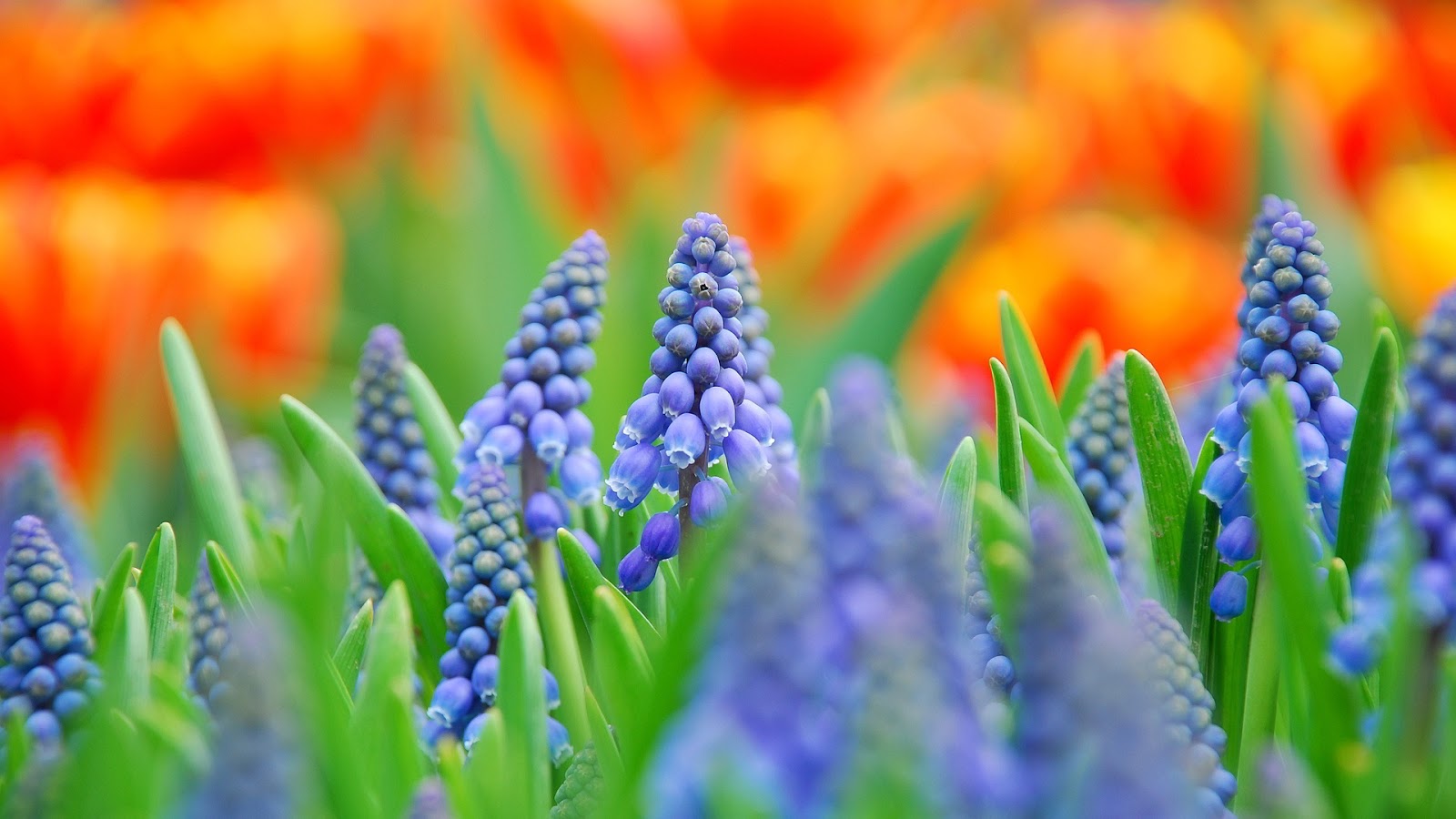 Muscari Flower - Mystery Wallpaper