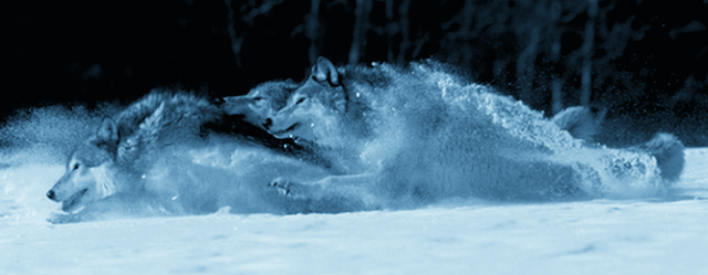 STOP WOLF HUNTS: IDAHO WOLVES ~ ACTIONS ~ NEWS