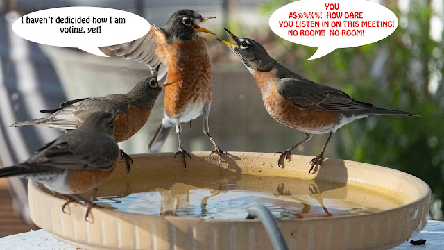 Room Without Walls: Have I been watching too much at the Bird Bath...er ...