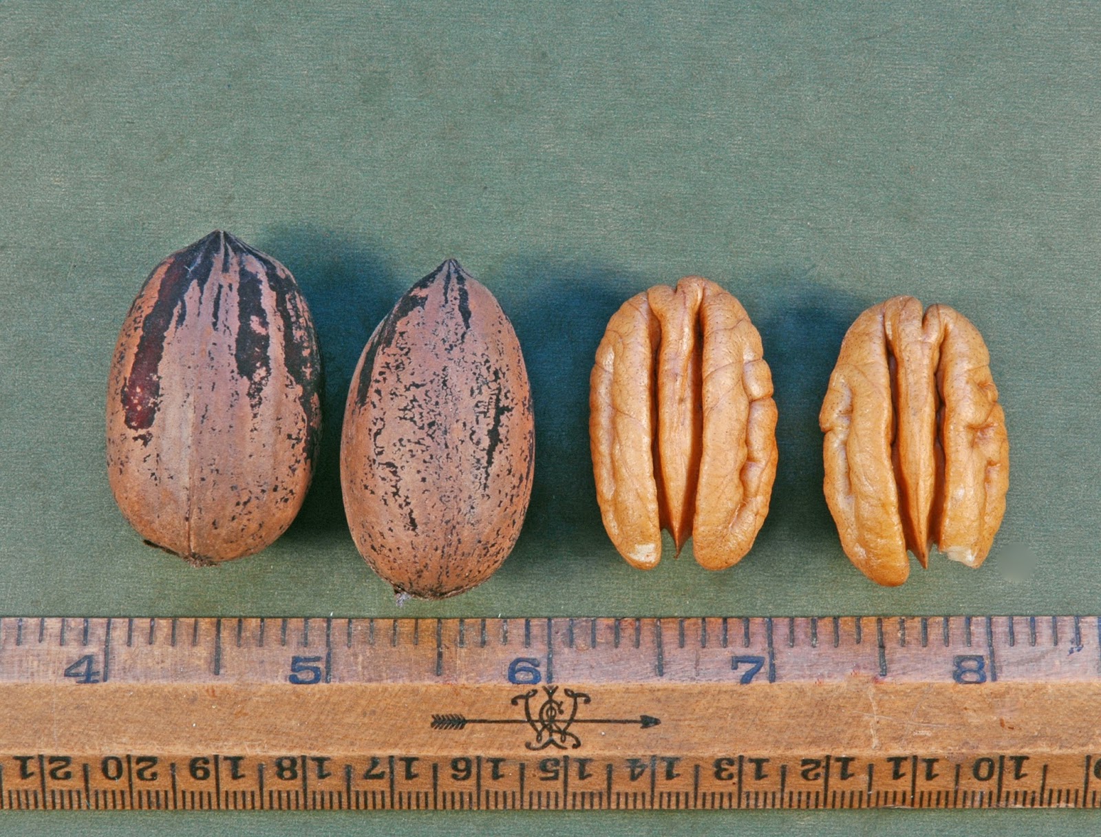 Northern Pecans: Pecan seedlings heading for advanced testing