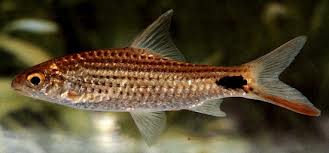 Asoka barb / Asoka pethiya (Puntius asoka) | FRESHWATER FISHES OF SRI LANKA