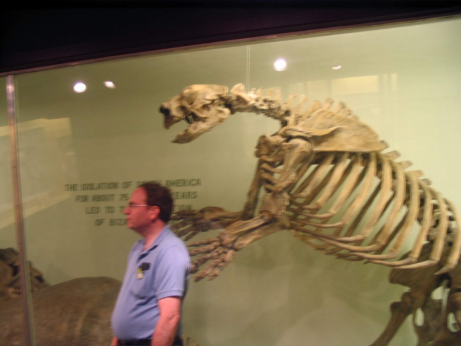 Toxodon - JungleKey.fr Image #250