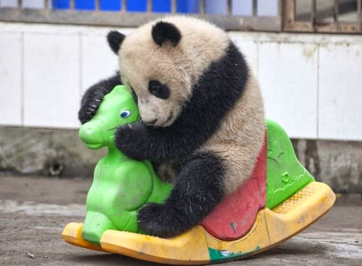 Imagenes tiernas de pandas bebés - Imagui