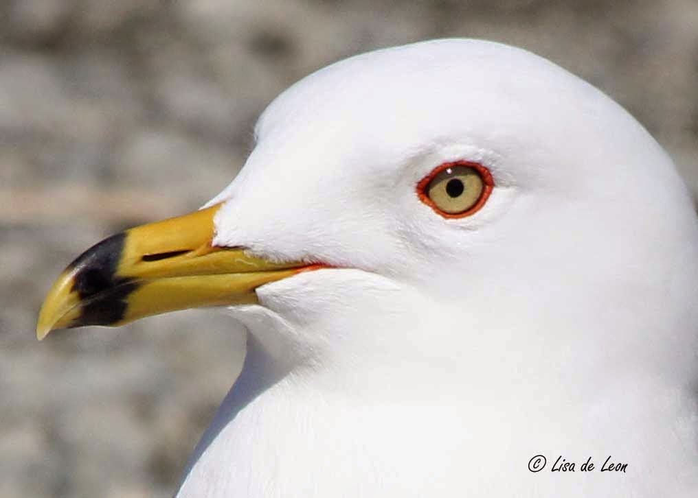 Birding with Lisa de Leon: Post #1000: Gulls of Newfoundland