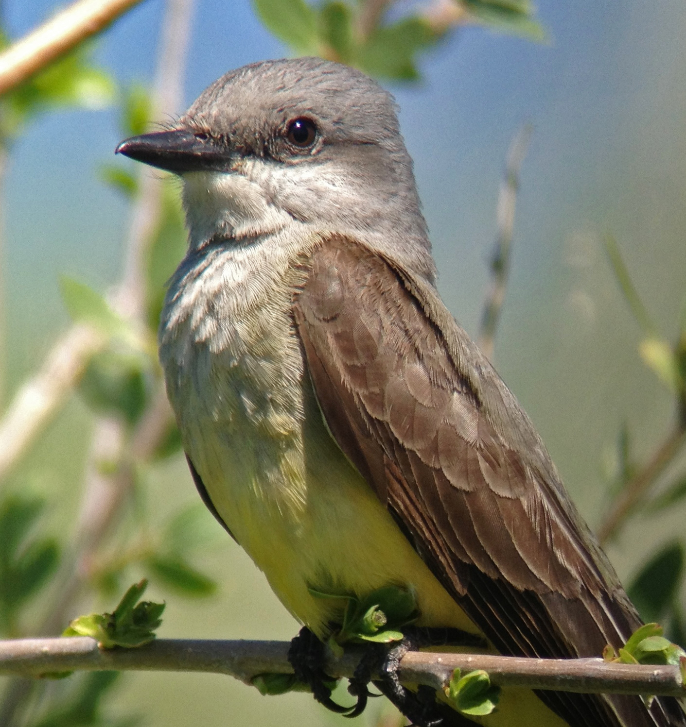 Baby Western Kingbird