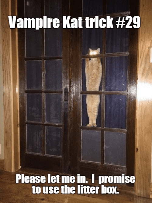 True Book Addict...Books, Cats, and More: #CatThursday - Some scary #cats