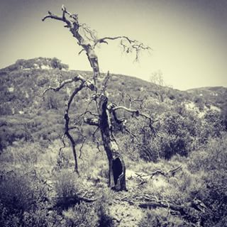 A Year of Being Here: Tom Hennen: "Love for Other Things"