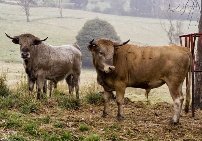 Mucho Más Que Toros: Toro jabonero