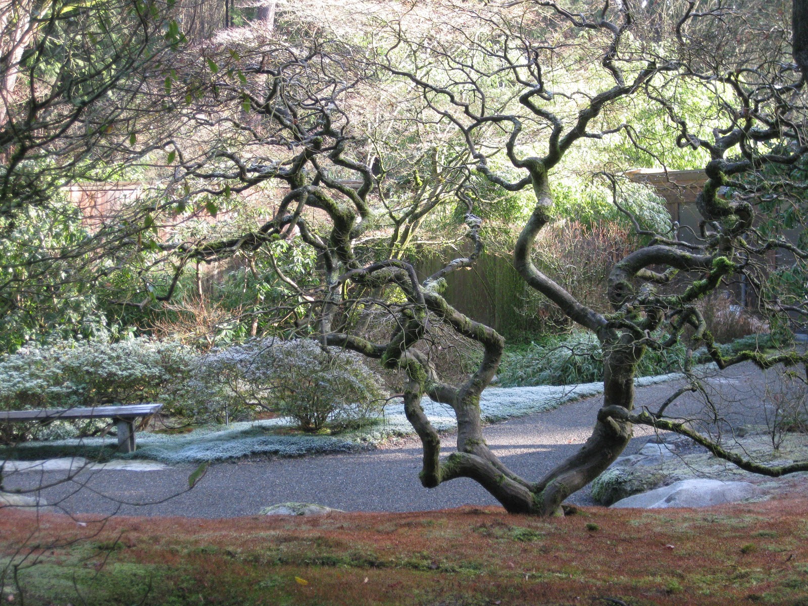 Seattle Japanese Garden Community Blog: Winter pics of Seattle Japanese ...