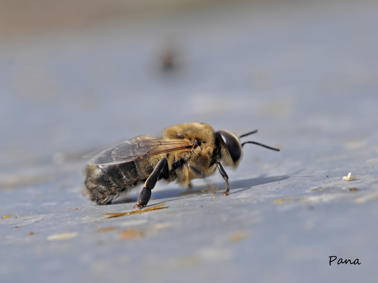 Pana - Lo que el ojo no ve: Abejas - vida en las colmenas