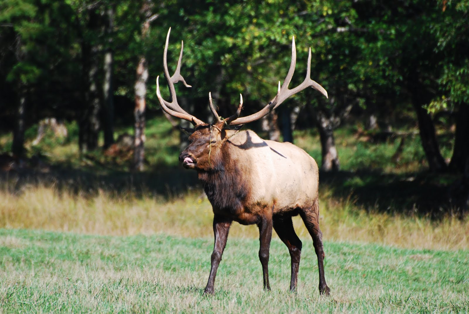 Jimmerbond Photos: Roosevelt Elk