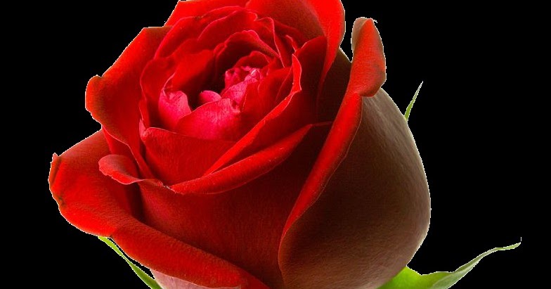 Populer 79+ Gambar Bunga Mawar Layu Animasi