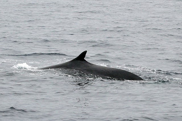 AVESANTURTZI: VERBALLENAS EN SANTURTZI ( II )