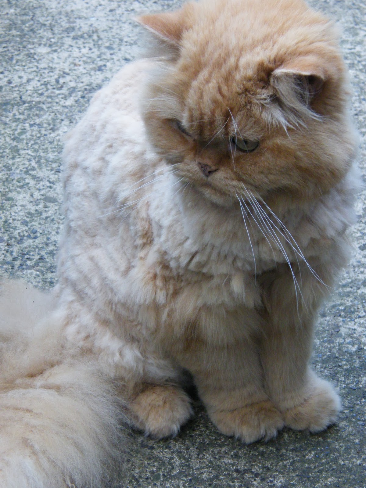 Angel Ginger Jasper: Our tribute : Farewell our beautiful sweet boy xxxxx