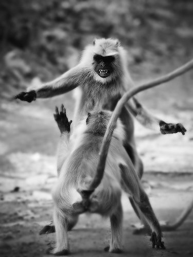 Lone Star Parson: Fighting Monkey