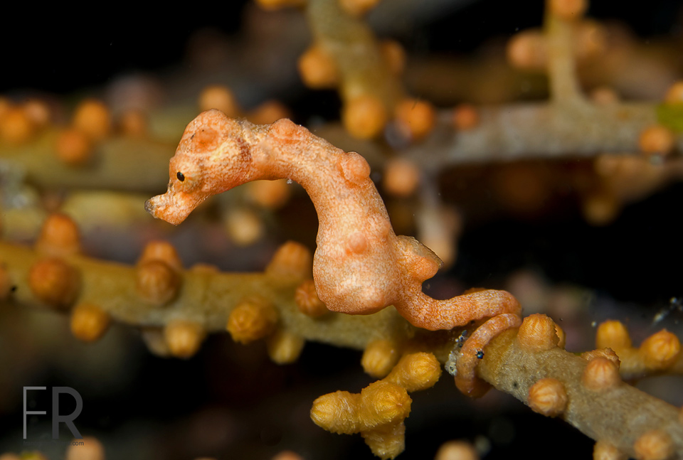 KUDA LAUT ~ Everything About Fish