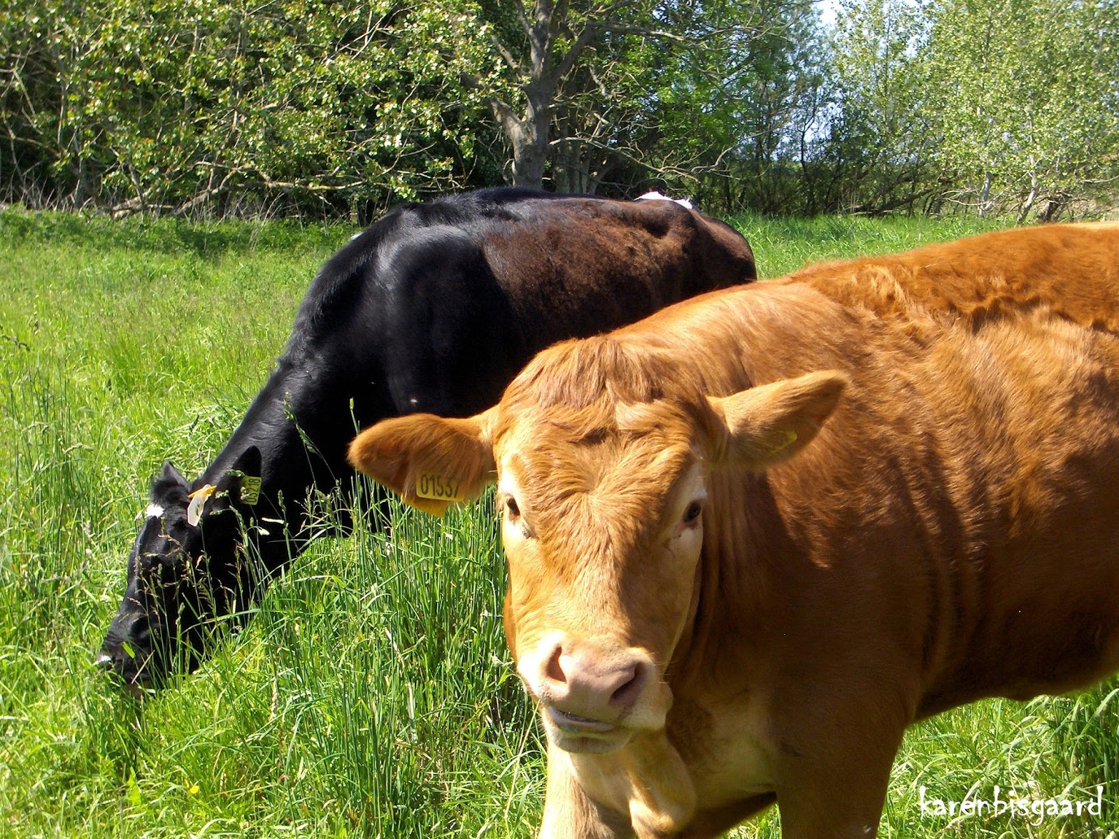 Karen`s Nature Photography: Cattle Enjoying each Others Company.