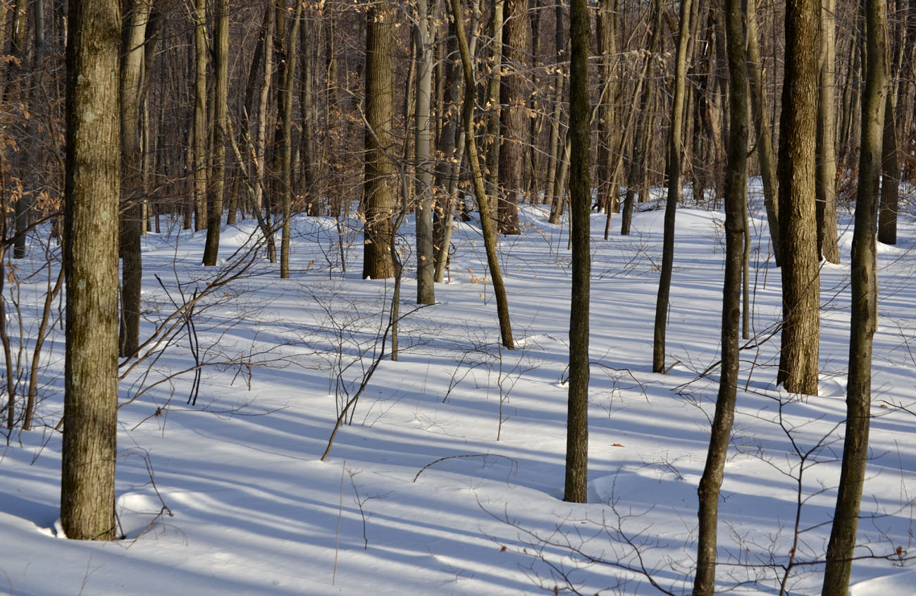 Woods Walks and Wildlife: February 2013