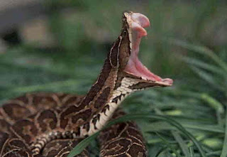 Yarara - Reptiles World