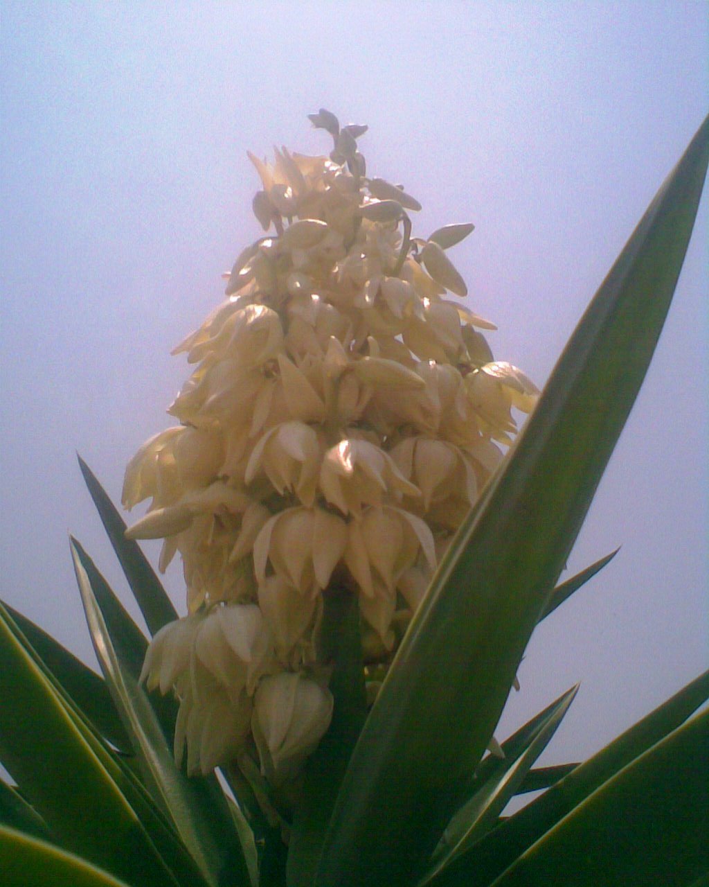 CreHaSiendoJuntos: La Paz Empieza Contigo