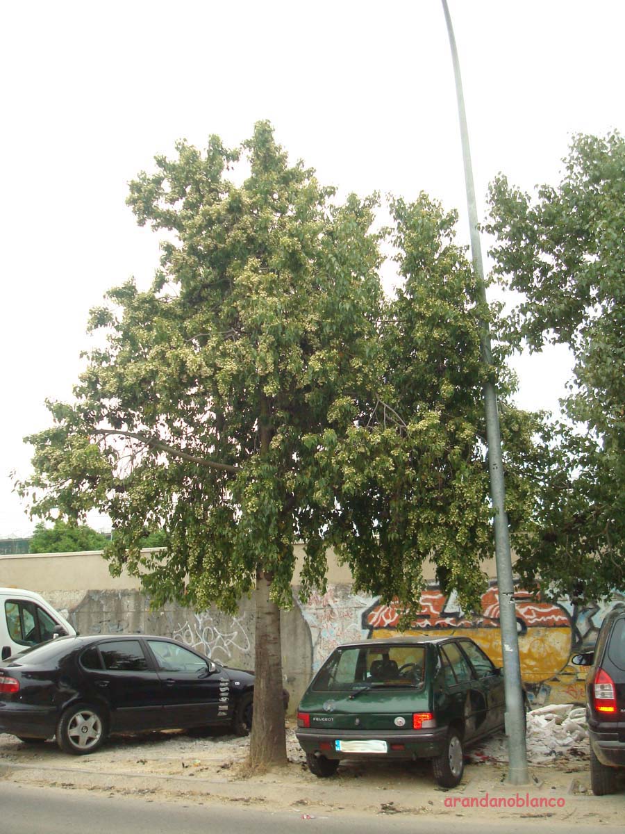elarbolmiamigo-encinarosa: Brachichito / Brachychiton populneus ...