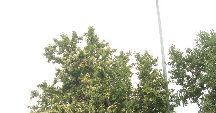 elarbolmiamigo-encinarosa: Brachichito / Brachychiton populneus ...