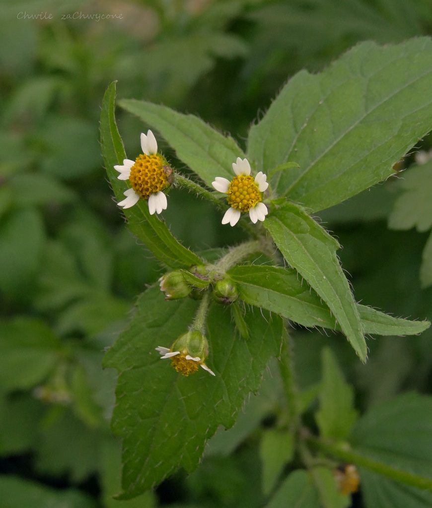 Chwile zaChwycone: Ogródek chwastów