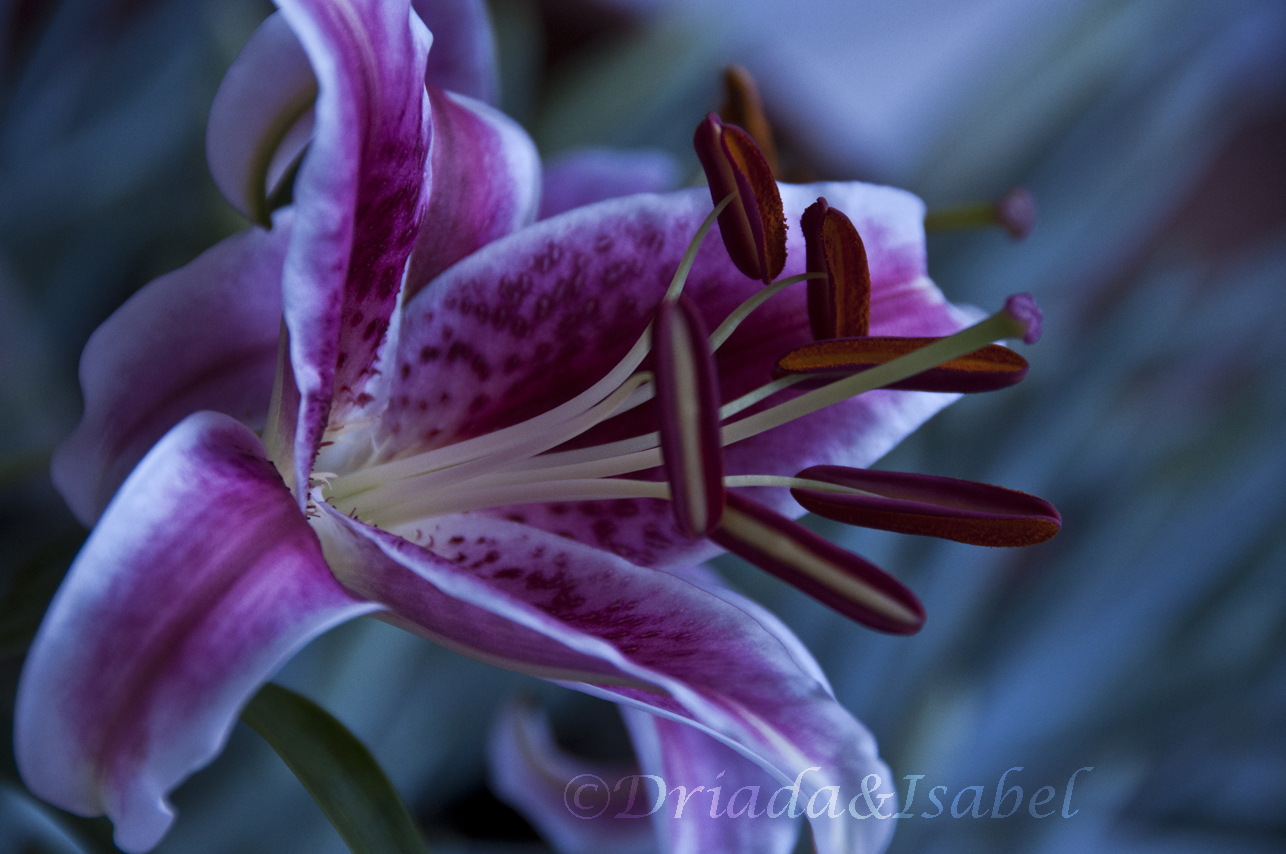 LA MAGIA DE MI JARDIN: AZUCENA