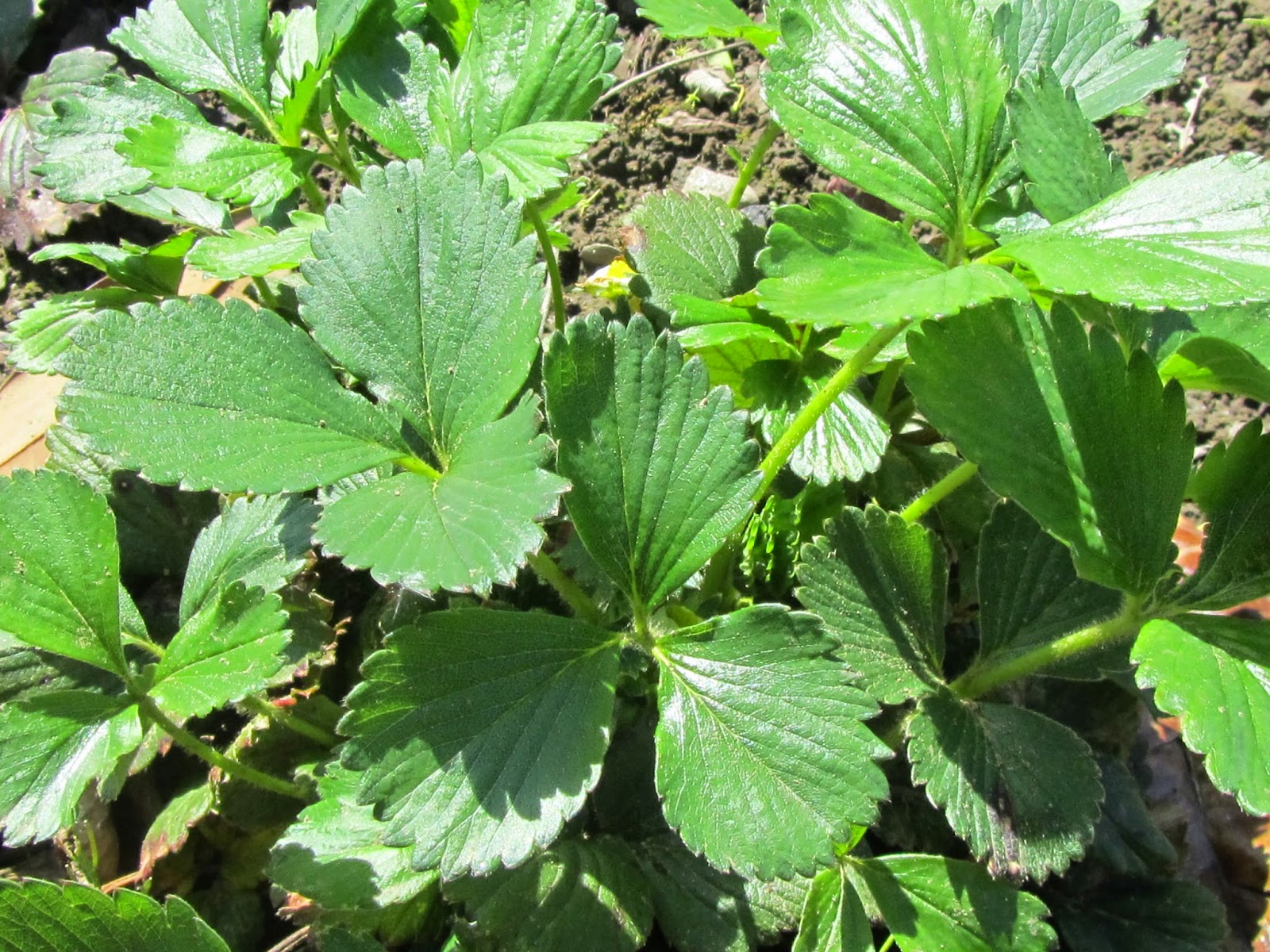Come Coltivare le Fragole (Fragaria sp.) | Il Gusto Della Natura