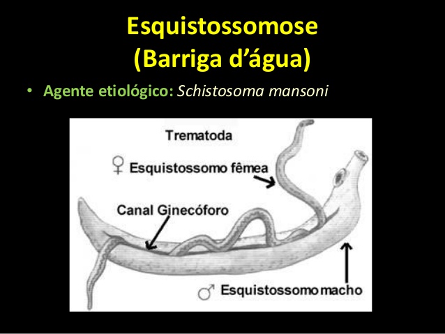 Biologia com Energia sem Letargia: Platelmintos