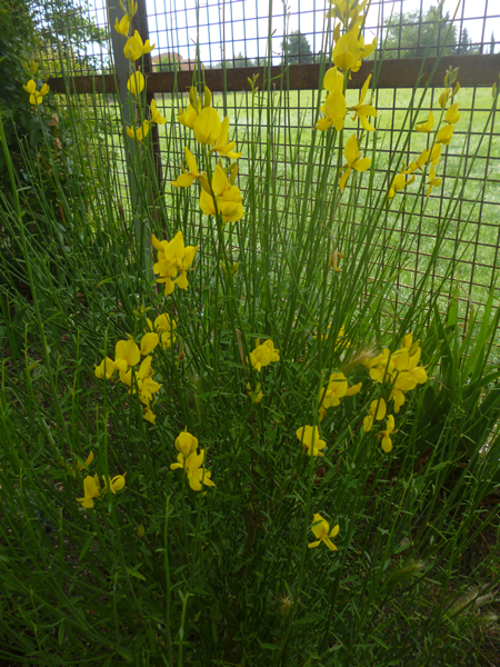 El blog de l'hort: La primavera groga...