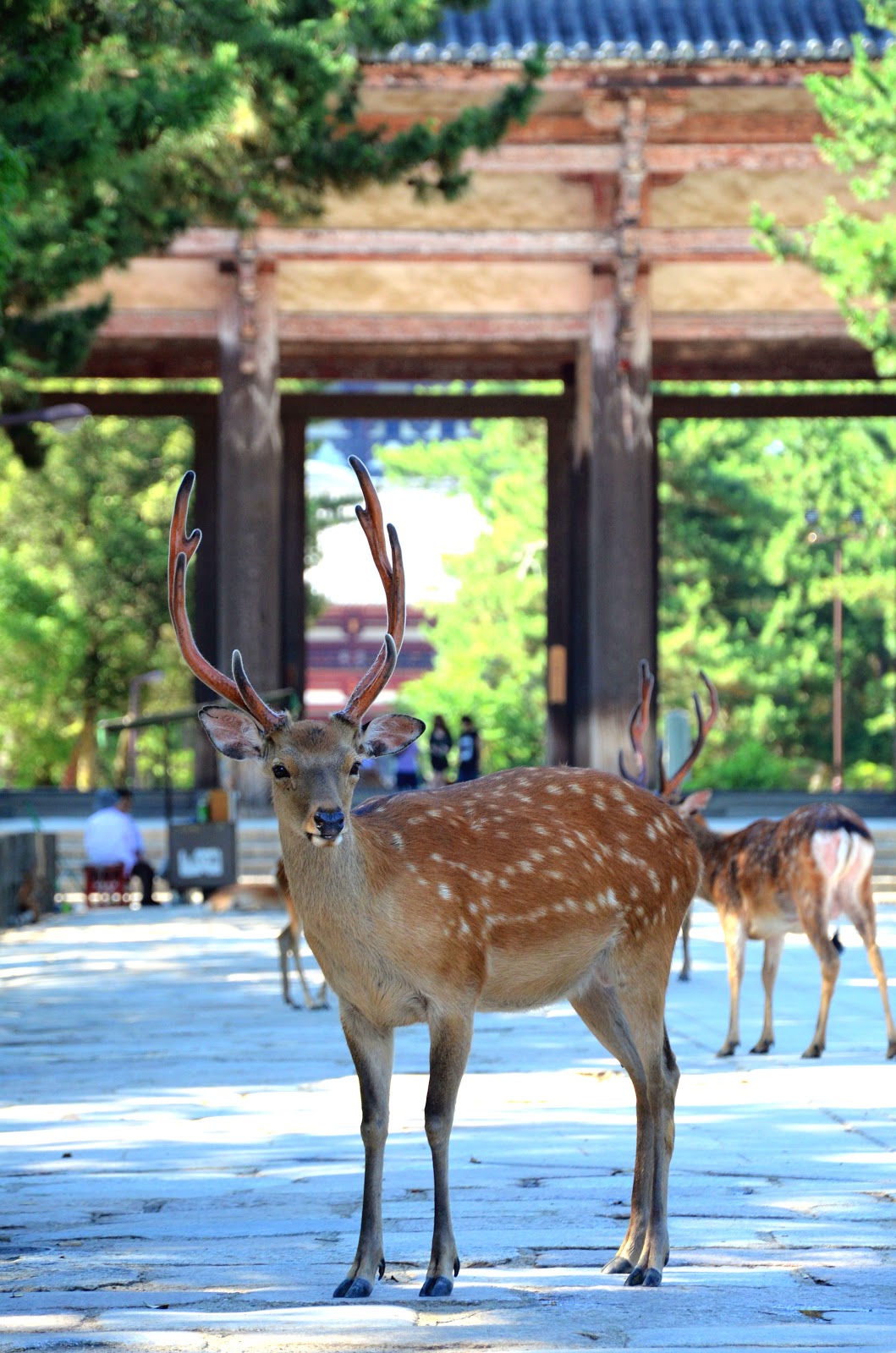 The Nomadic Pinoy: Gates & Temples