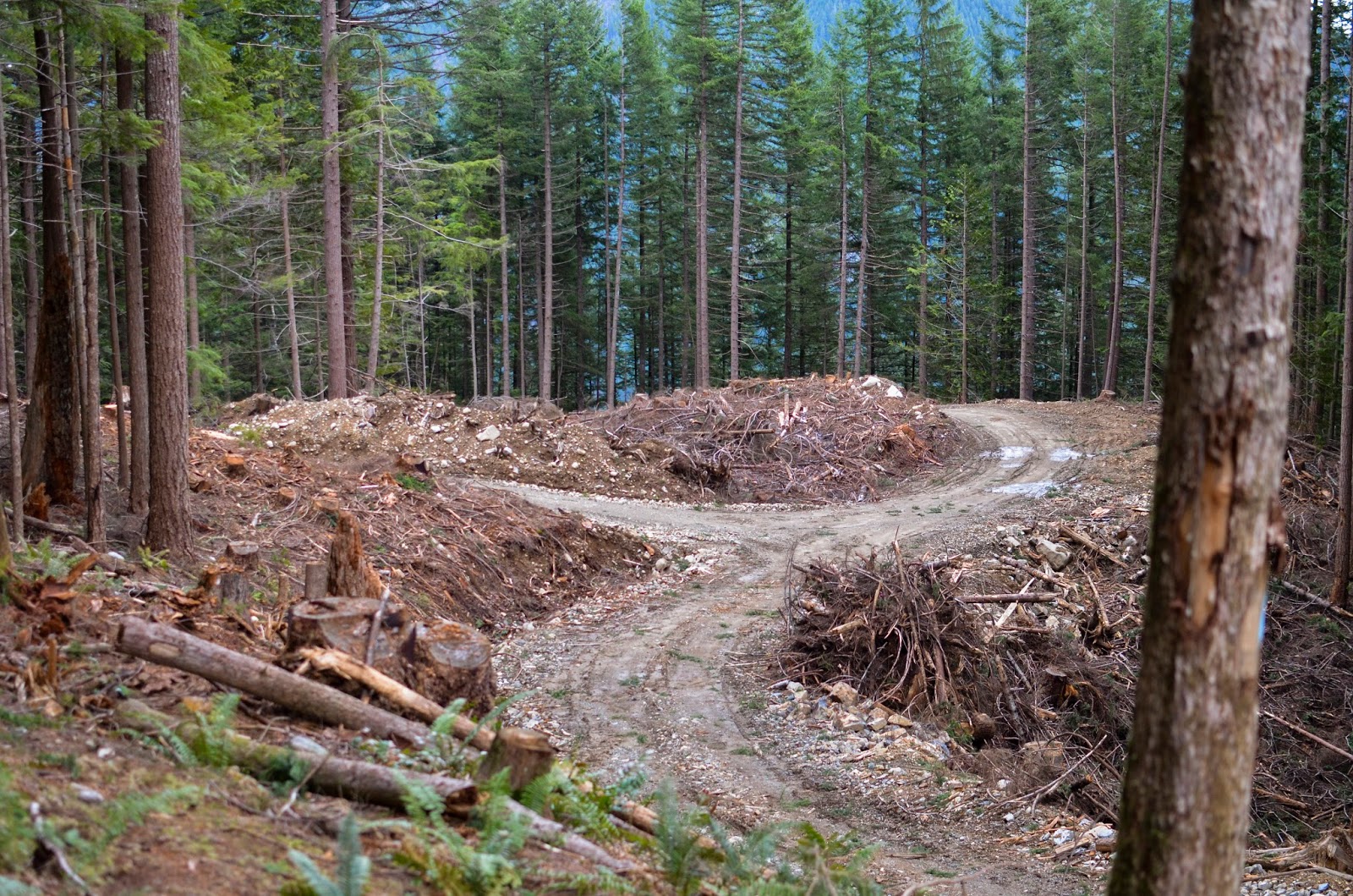 The Hapa Canadian: Dewdney Grind + Dewdney Peak, BC in November