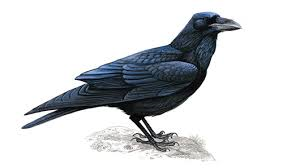 WHAT IS THE DIFFERENCE BETWEEN A ROOK, A RAVEN AND A CROW?