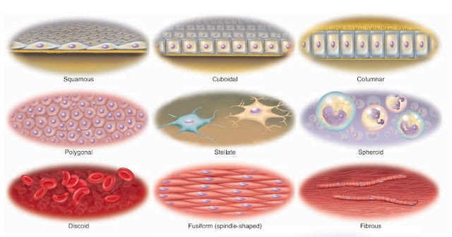 Bentuk dan Ukuran Sel - Saintis Kesehatan