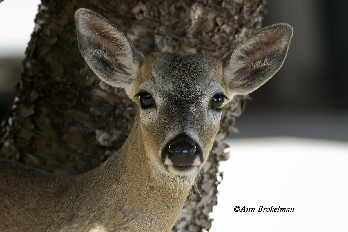 Ann Brokelman Photography: Key Deer - Florida Keys